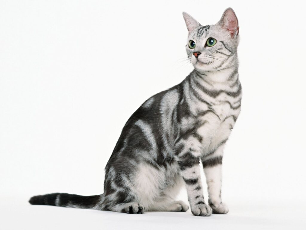 RAZAS DE GATOS ATIGRADOS – Discampestre